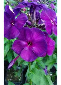 Floksy wiechowate wieloletnie (Płomyki) - Sadzonki floksów sprzedaż ...