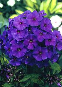 Floksy Wiechowate Wieloletnie (Płomyki) - Sadzonki Floksów Sprzedaż ...