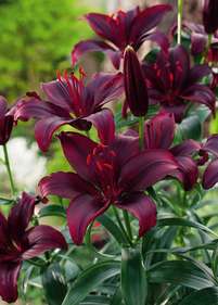 Lilie ogrodowe (Lilium) Lilie do ogrodu Cebule Sprzedaż - Bilscy.info