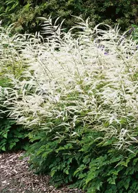 Tojad Carmichaela 'Arendsii' - Sadzonki - Bilscy.info