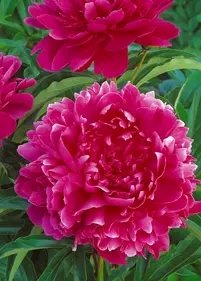 Piwonie - sadzenie, kopanie, przycinanie, podział karpy i zaprawianie ...