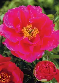 Piwonie sprzedaż wysyłkowa - Piwonia chińska sadzonki - Bilscy