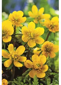 Rannik – oryginalna bylina na rabaty, skalniaki oraz obrzeża - Bilscy.info