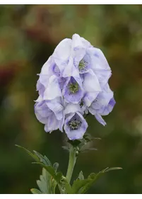 Tojad Mocny Ogrodowy (Aconitum) Sadzonki - Bilscy.info