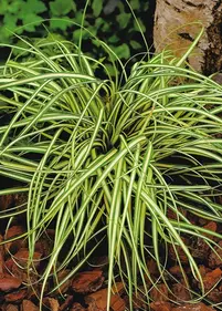 Turzyca (Carex) - Trawy Ozdobne Turzyce Sadzonki - Bilscy.info