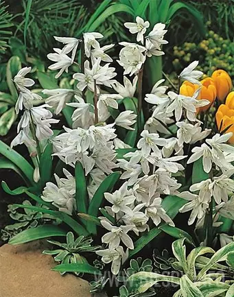 Cebulica syberyjska "Alba"