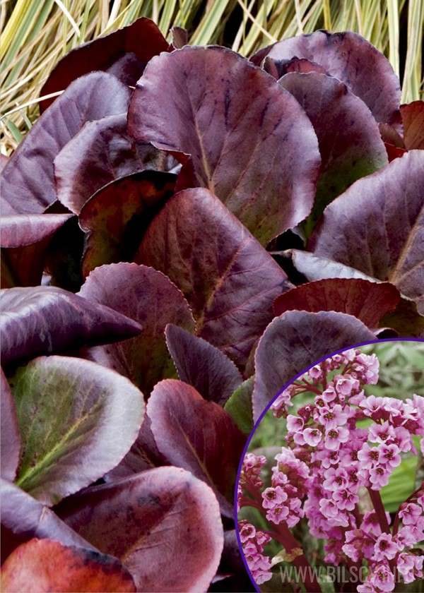 Bergenia sercolistna 'Bressingham Ruby' (Bergenia cordifolia) - Bilscy.info
