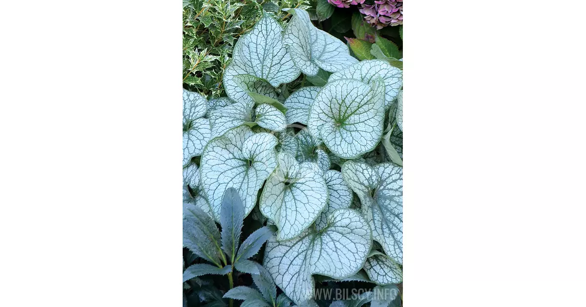 Brunera 'Alexander's Great' (Brunnera macrophylla) - Bilscy.info