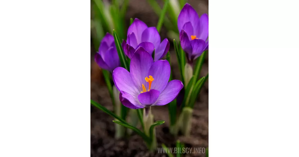 Crocus chrysanthus 'Ruby Giant' - Bilscy.info