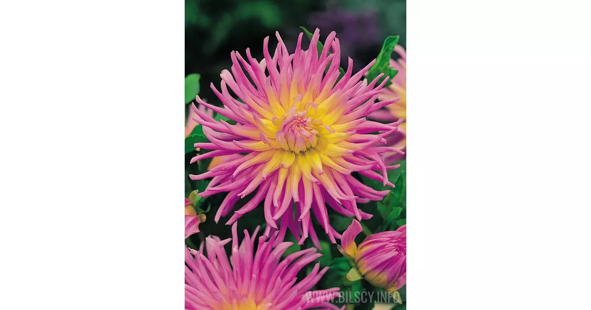Dalia kaktusowa 'Alfred Grille' (Dahlia) - Bilscy.info