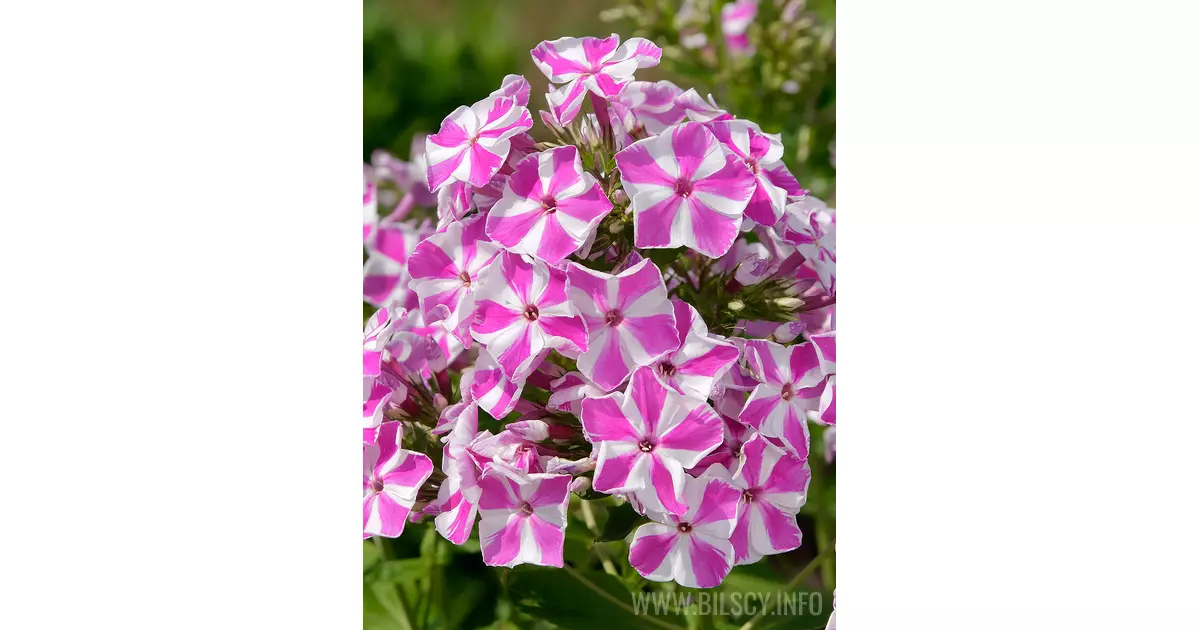 Floks 'Candy Twist' (Phlox paniculata) - Bilscy.info