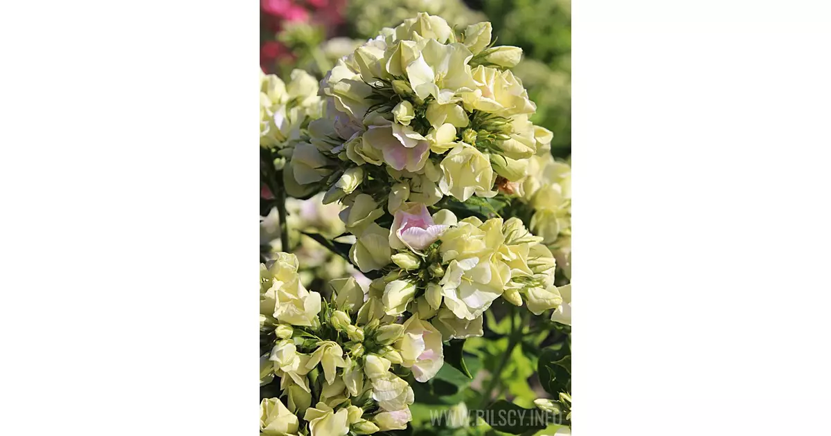 Floks 'Creme de la Creme' (Phlox paniculata) - Bilscy.info
