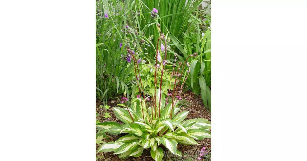 Hosta 'Cherry Berry' - Bilscy.info