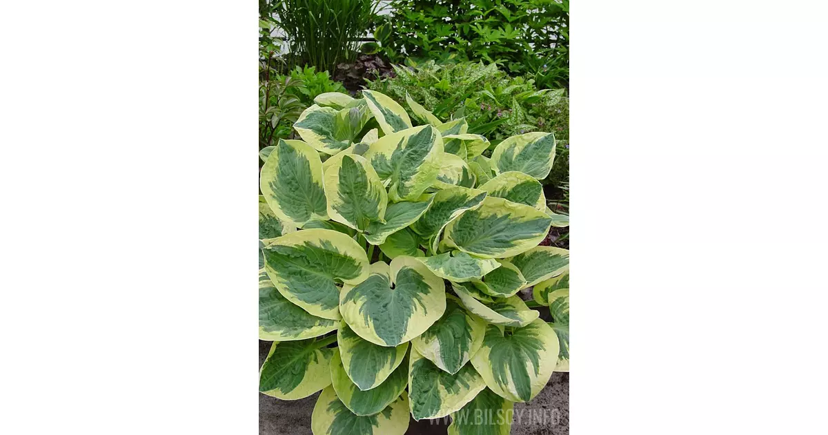 Hosta 'Snow Cap' - Bilscy.info