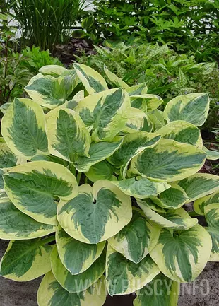Funkia 'Snow Cap' (Hosta) - Bilscy.info