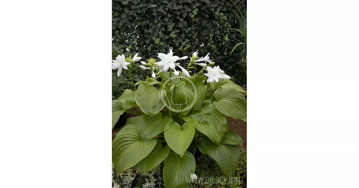 Funkia 'Venus' (Hosta plantaginea) - Bilscy.info