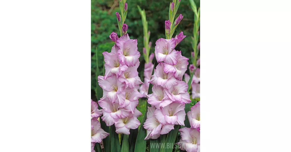 Gladiolus 'Blue Tropic' - Bilscy.info
