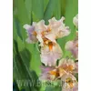 Irys amerykański 'June Rose' (Iris germanica) - Bilscy.info
