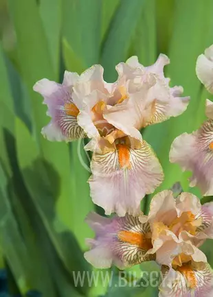 Irys amerykański 'June Rose' (Iris germanica) - Bilscy.info