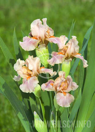 Irys amerykański 'June Rose' (Iris germanica) - Bilscy.info