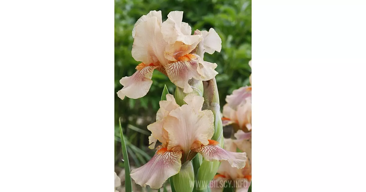 Irys amerykański 'June Rose' (Iris germanica) - Bilscy.info