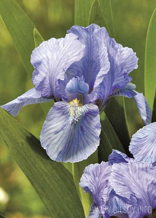 Irys miniaturowy 'Blue Denim' (Iris pumila) - Bilscy.info