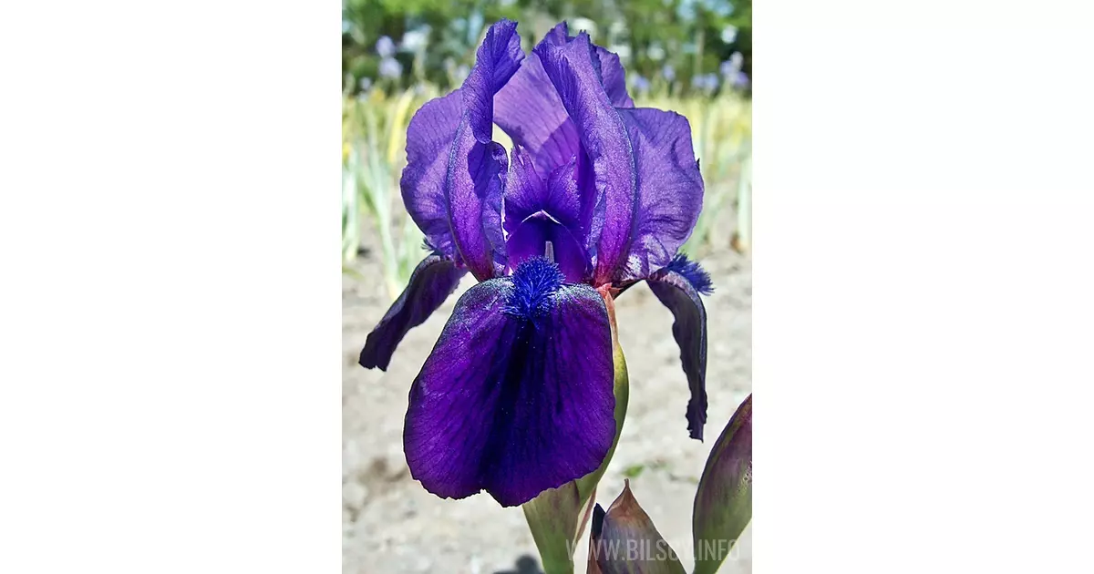 Irys miniaturowy karłowy 'Cyanea' (Iris pumila) - Bilscy.info