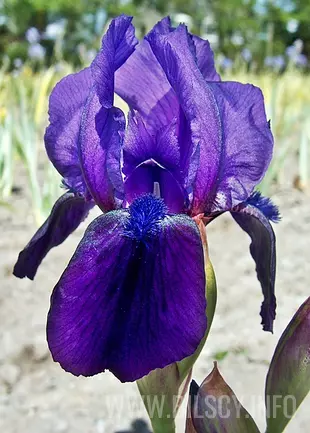 Irys miniaturowy karłowy 'Cyanea' (Iris pumila) - Bilscy.info