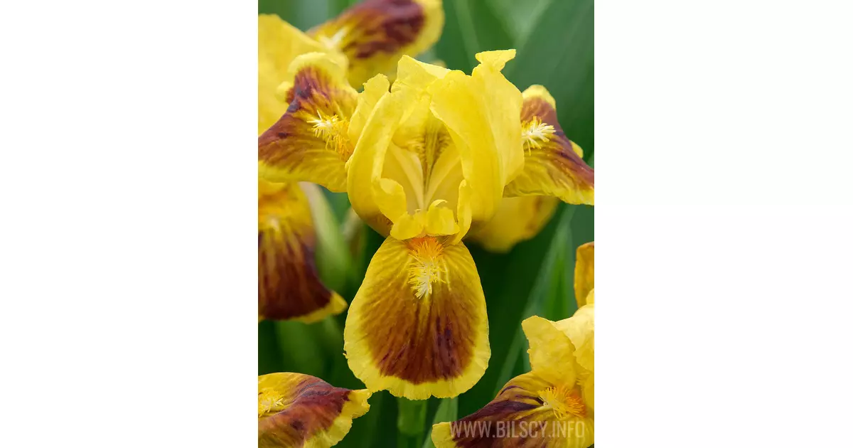 Irys miniaturowy 'Ze Zeng' (Iris pumila) - Bilscy.info