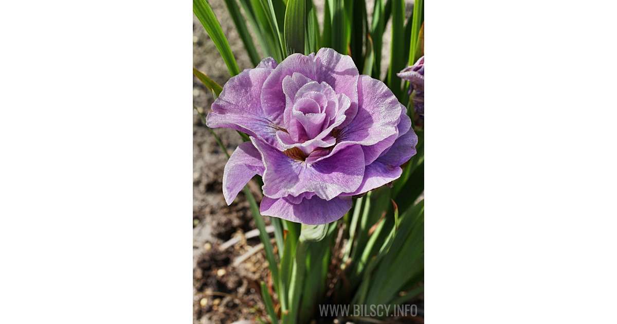 Irys syberyjski 'Pink Parfait' (Iris sibirica) - Bilscy.info