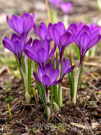 Krokus bot. "Ruby Giant"