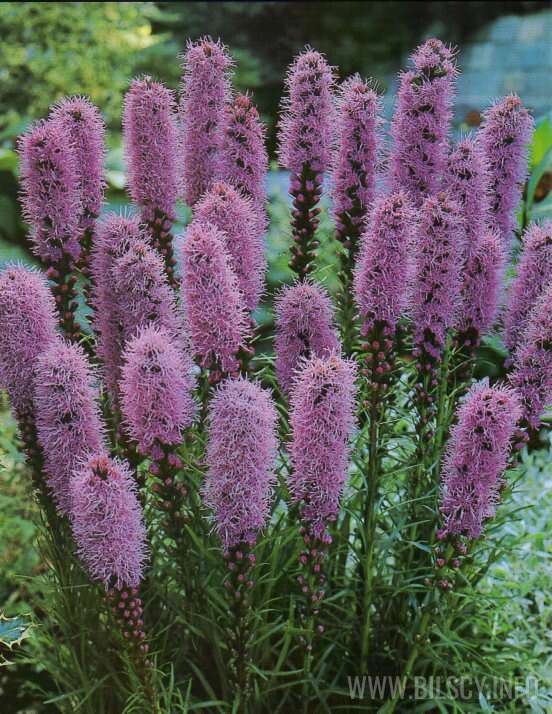 Liatra kłosowa fioletowa (Liatris spicata) - Bilscy.info
