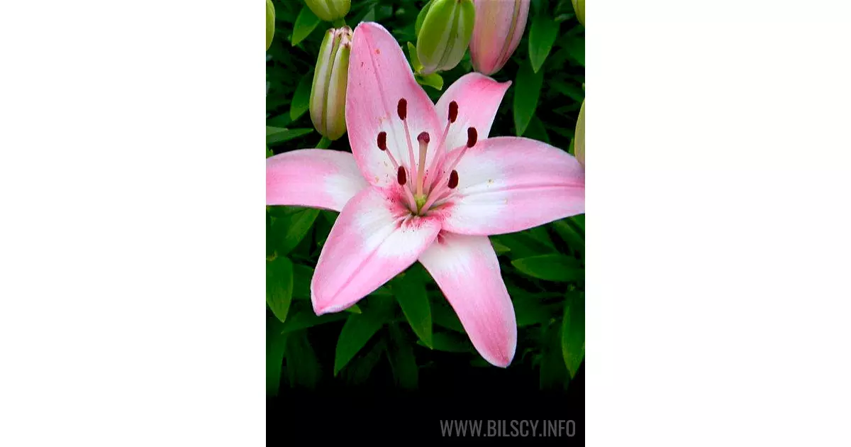Lilia 'Arbatax' (Lilium LA hybrid) - Bilscy.info