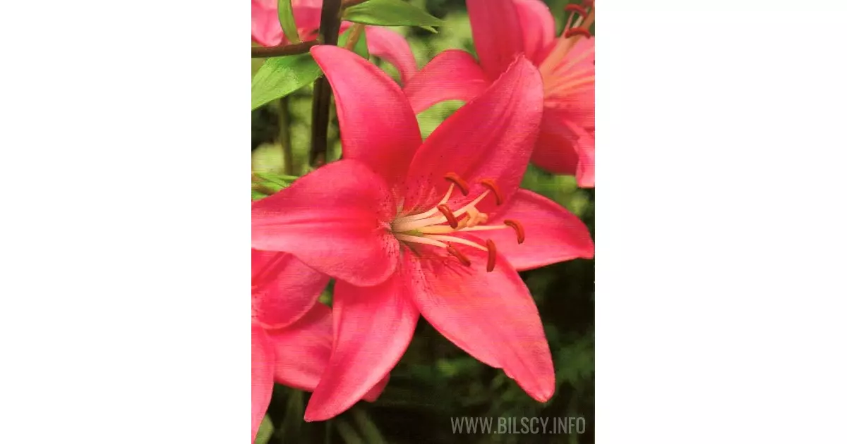 Lilia 'Indian Summerset' (Lilium LA hybrid) - Bilscy.info