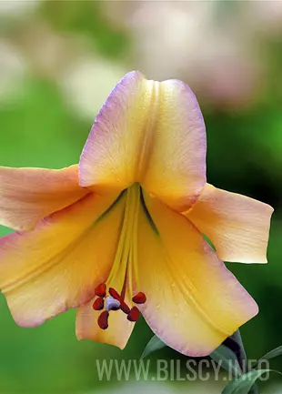 Lilia drzewiasta 'Rising Moon' (Lilium OT hybrid) - Bilscy.info