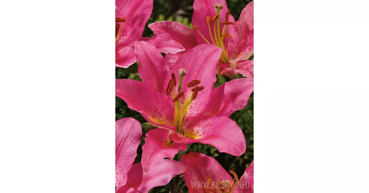 Lilium oriental 'Tarrango' - Bilscy.info