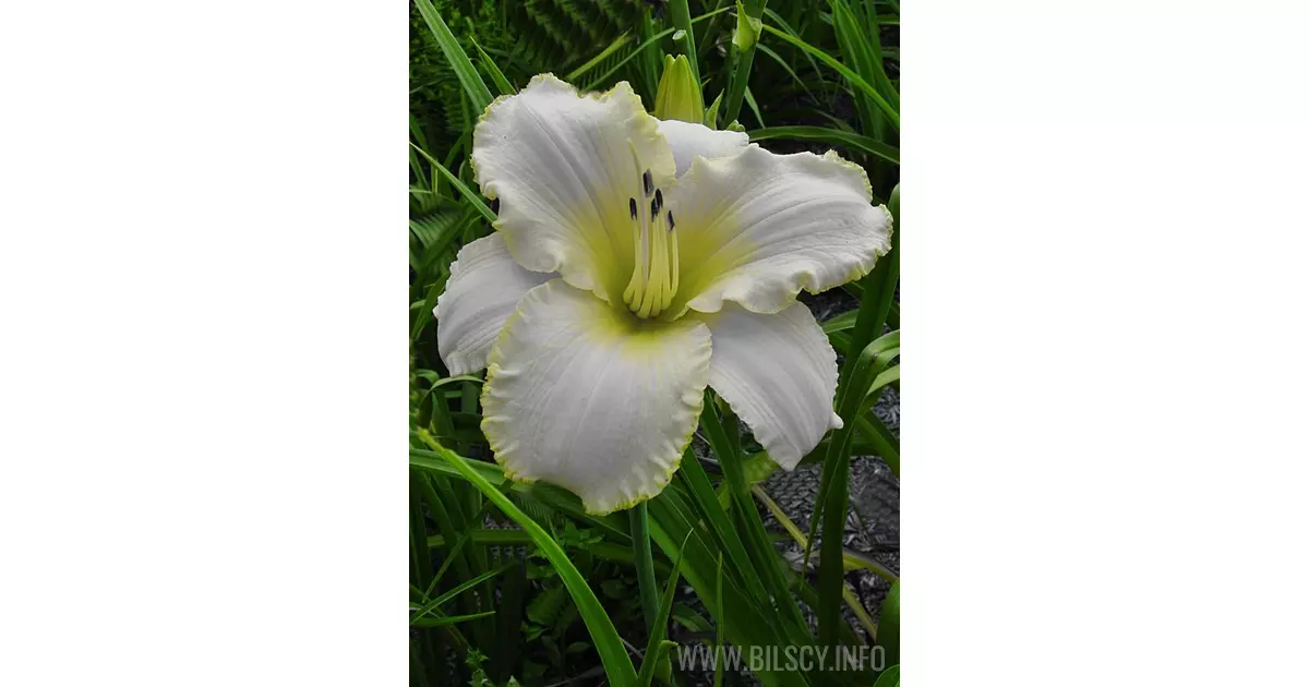 Liliowiec 'Blizzard Bay' (Hemerocallis hybrida) - Bilscy.info