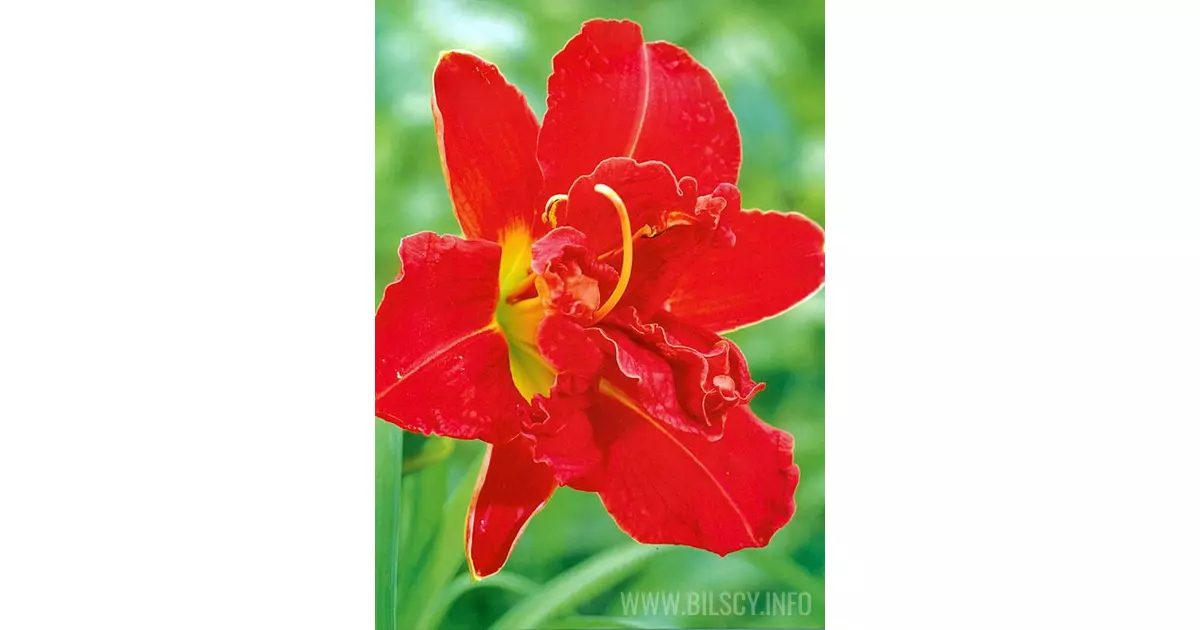 Liliowiec 'Double Firecracker' (Hemerocallis hybrida) - Bilscy.info