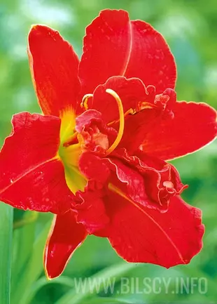 Liliowiec 'Double Firecracker' (Hemerocallis hybrida) - Bilscy.info