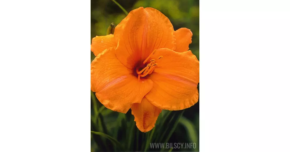 Liliowiec 'Pixie Parasol' (Hemerocallis hybrida) - Bilscy.info