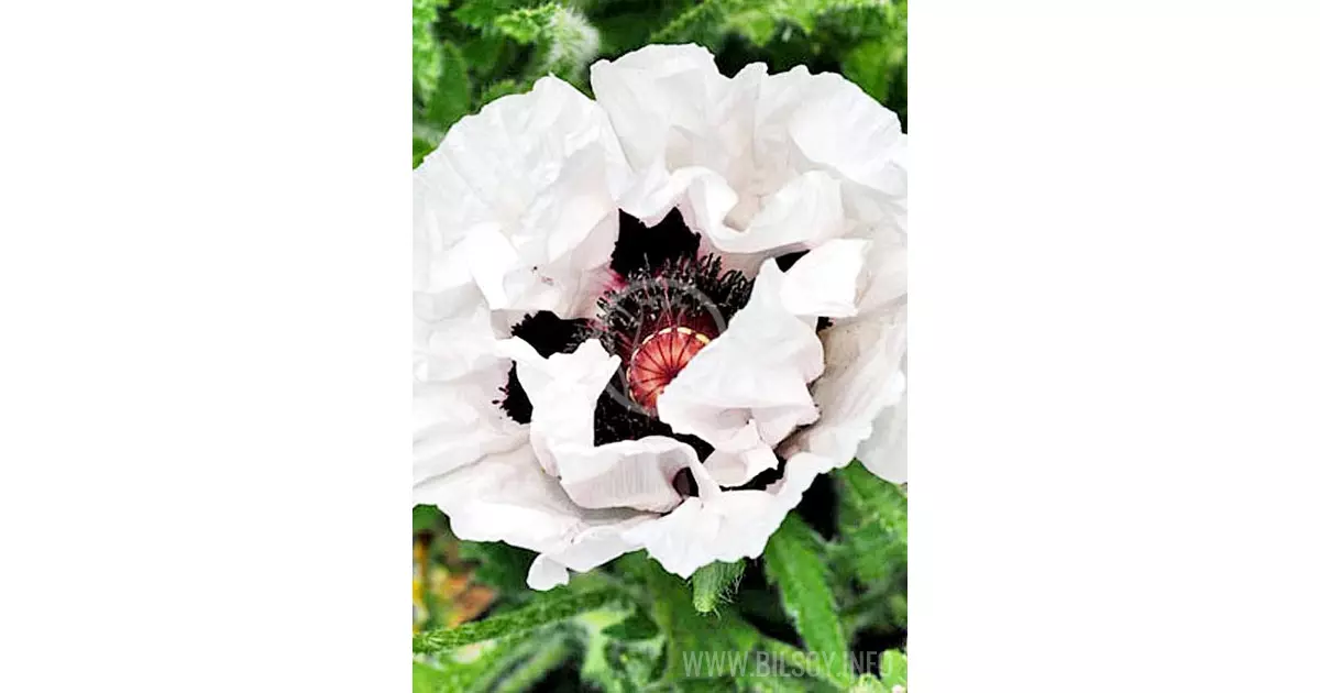 Mak wschodni 'Perry's White''' (Papaver orientale) - Bilscy.info