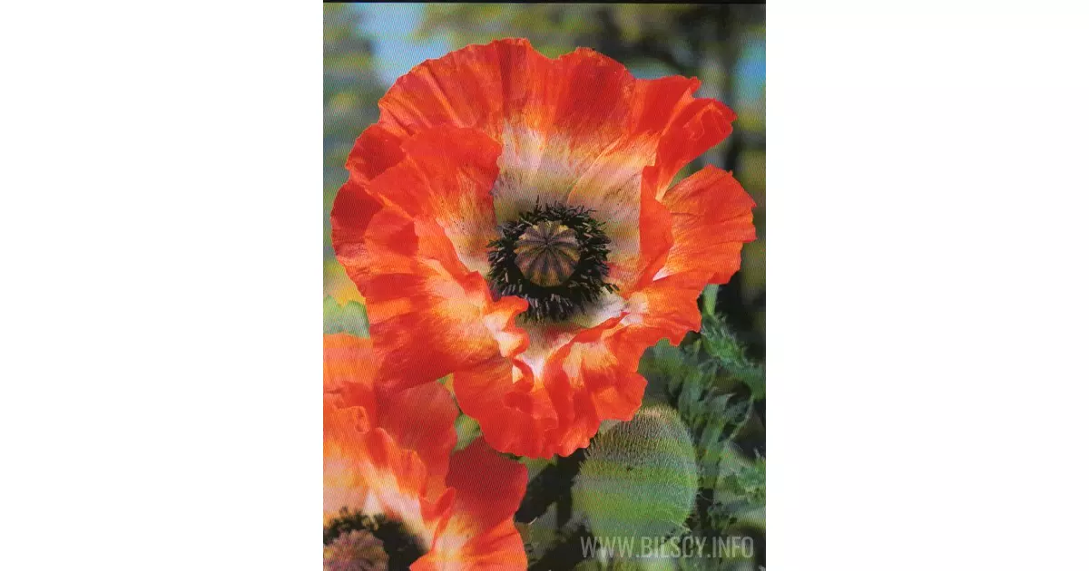 Mak wschodni 'Picotee' (Papaver orientale) - Bilscy.info