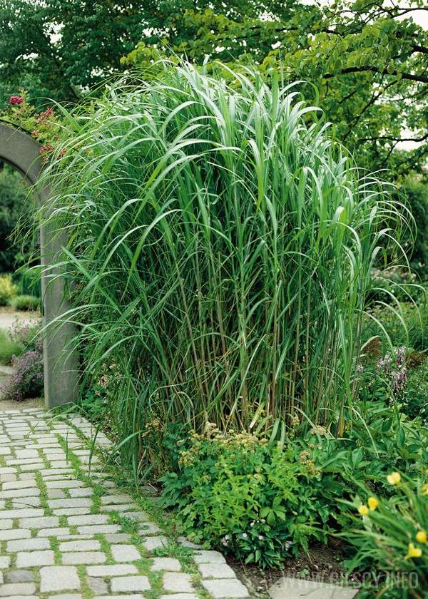 Miskant chiński Giganteus (Miscanthus sinensis) - Bilscy.info
