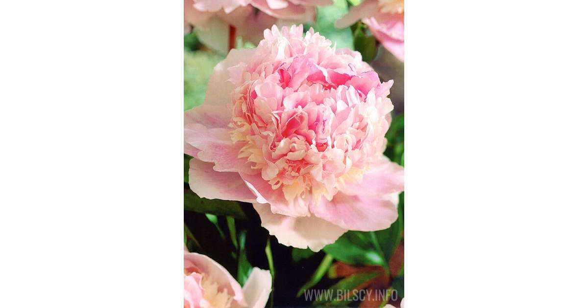 Piwonia 'Angel Cheeks' (Paeonia lactiflora) - Bilscy.info