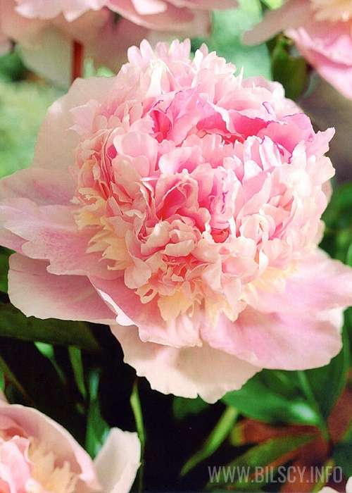 Peony (Lactiflora) 'Angel Cheeks' - Bilscy.info