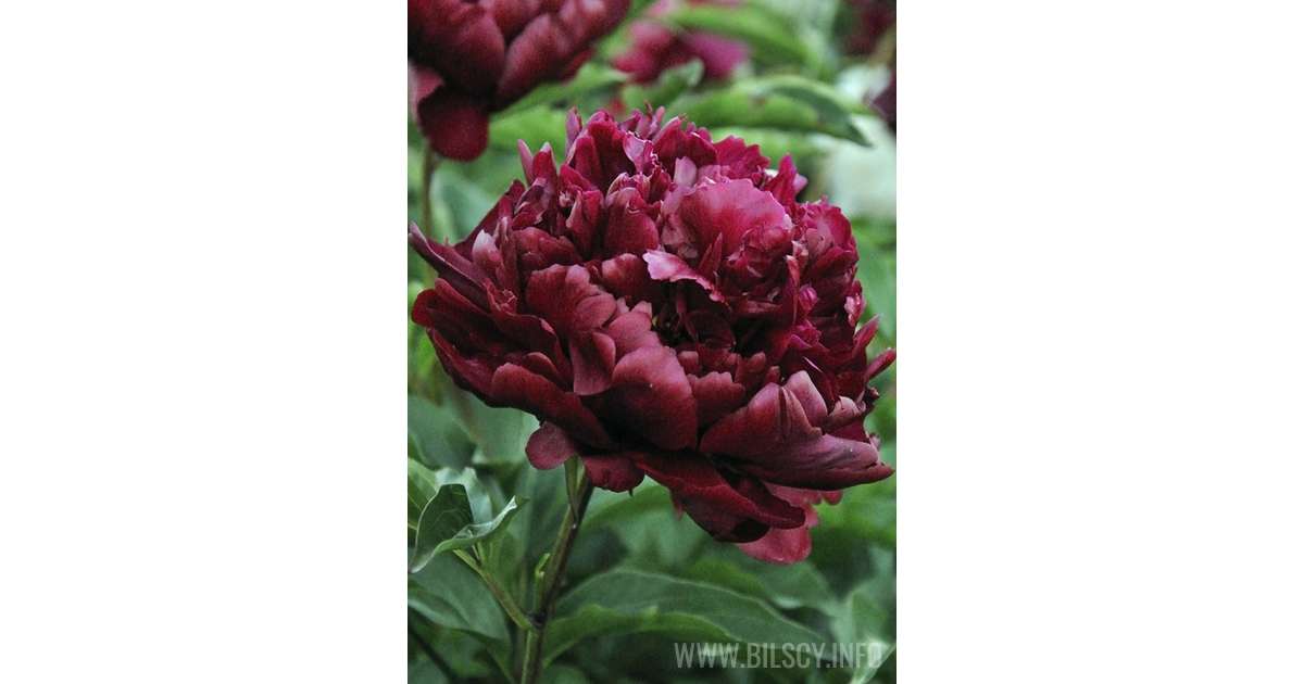Piwonia - Paeonia lactiflora 'Highlight'