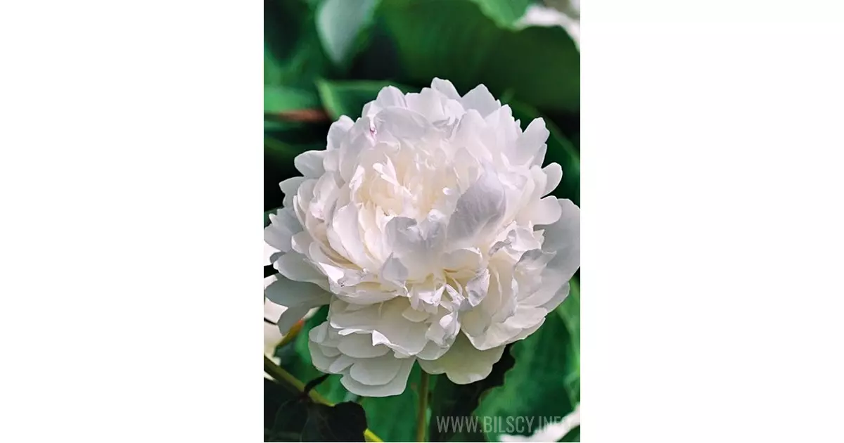 Piwonia 'Iceberg' (Paeonia lactiflora) - Bilscy.info