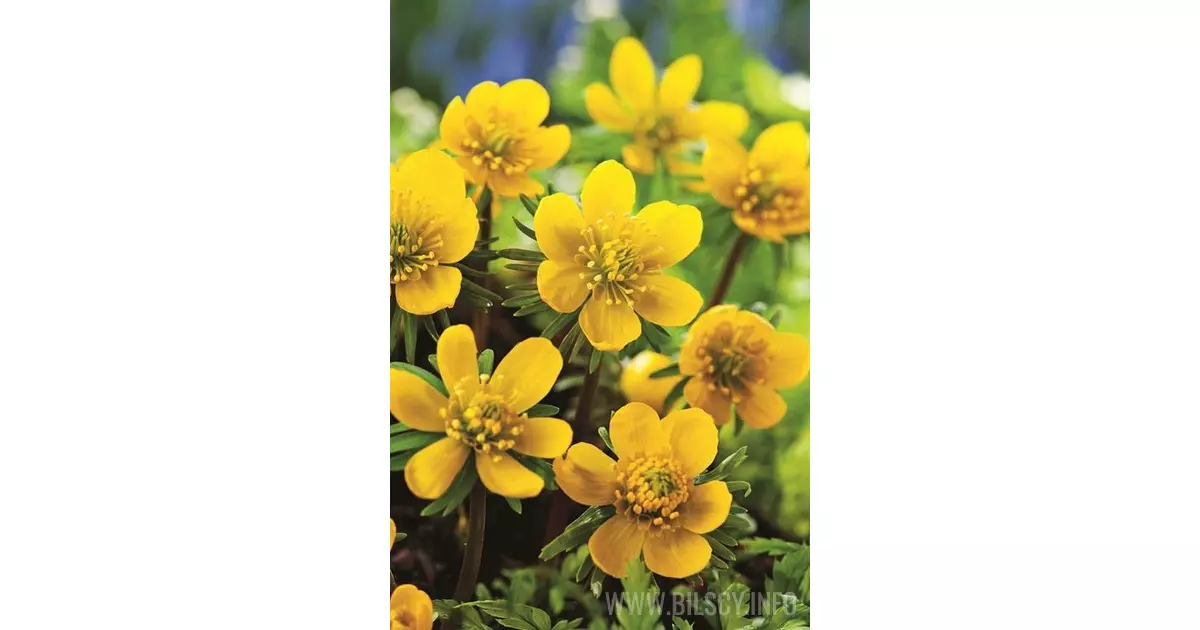 Rannik Cylicyjski (Eranthis cilicica) - Bilscy.info