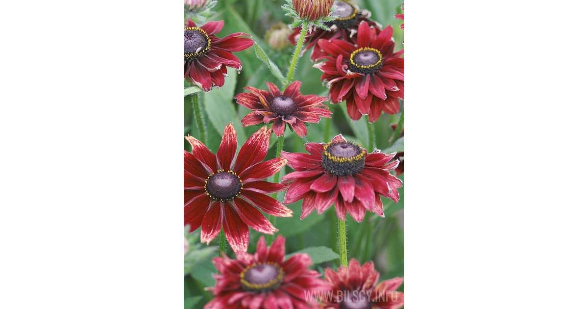 Rudbekia 'Cherry Brandy' (Rudbeckia hirta) - Bilscy.info