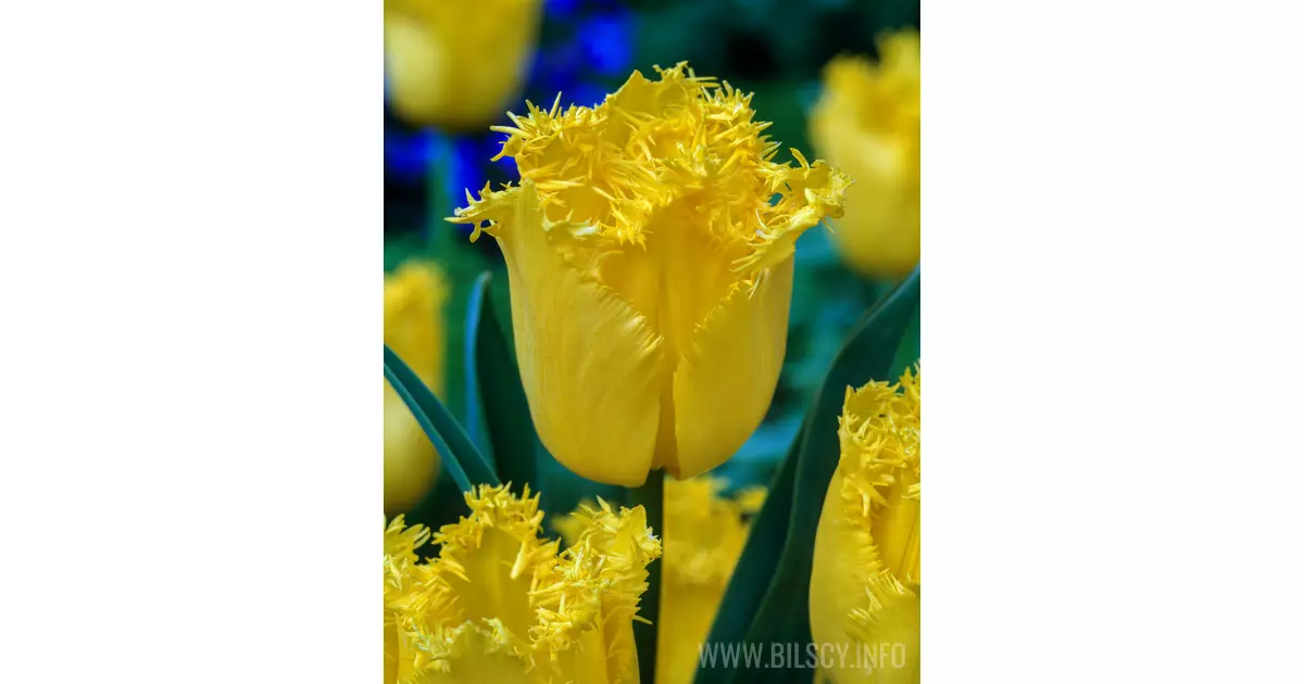 Tulipa (Fringed) 'Hamilton' - Bilscy.info